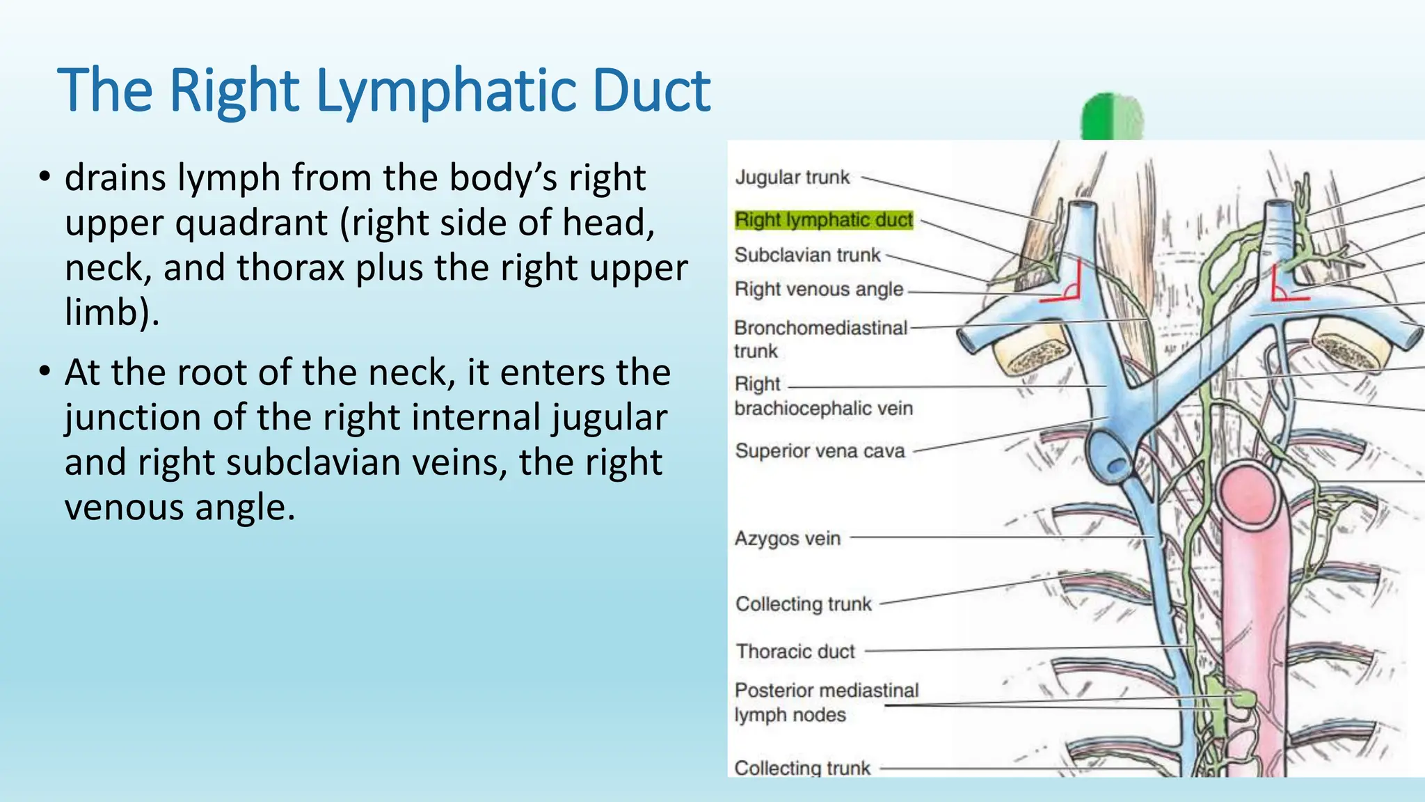 Diaphragm. Accessory muscles of respiration thoracic duct.pptx
