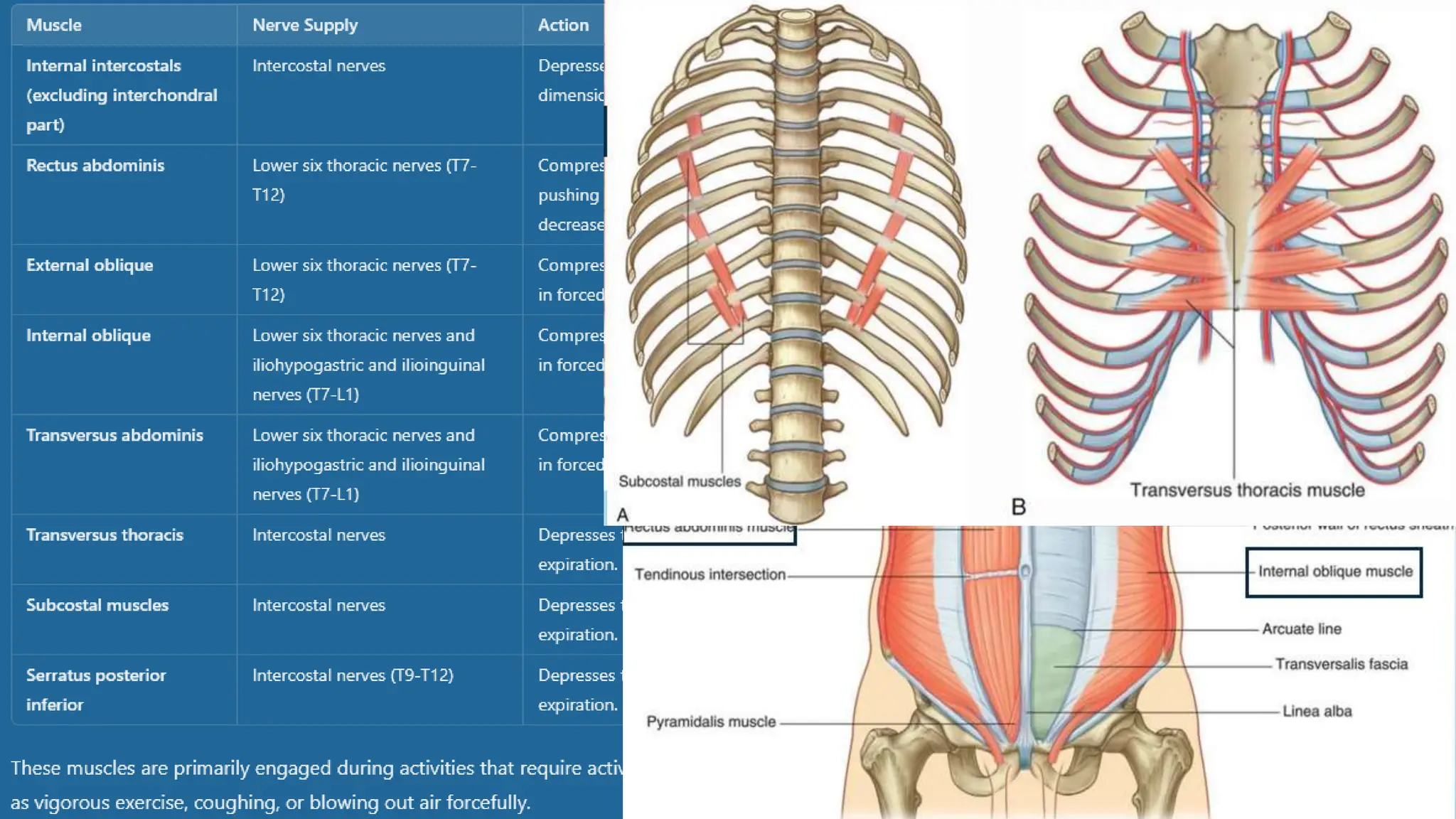Diaphragm. Accessory muscles of respiration thoracic duct.pptx