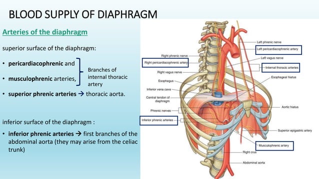 Diaphragm. Accessory muscles of respiration thoracic duct.pptx