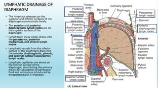 Diaphragm. Accessory muscles of respiration thoracic duct.pptx