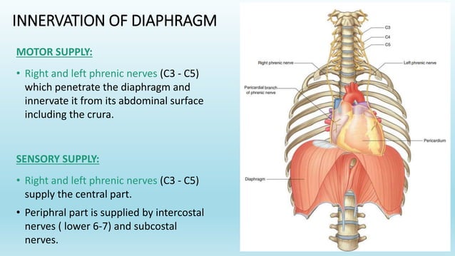 Diaphragm. Accessory muscles of respiration thoracic duct.pptx