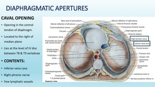 Diaphragm. Accessory muscles of respiration thoracic duct.pptx