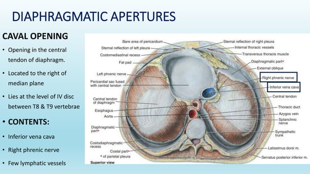 Diaphragm. Accessory muscles of respiration thoracic duct.pptx
