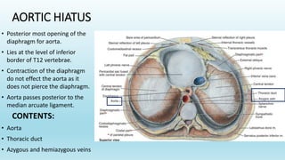 Diaphragm. Accessory muscles of respiration thoracic duct.pptx