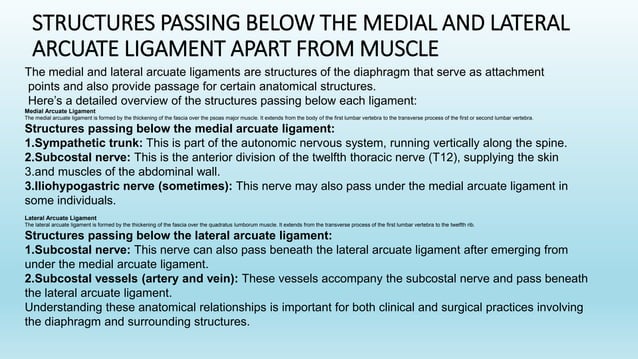 Diaphragm. Accessory muscles of respiration thoracic duct.pptx