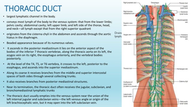 Diaphragm. Accessory muscles of respiration thoracic duct.pptx