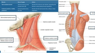 Diaphragm. Accessory muscles of respiration thoracic duct.pptx
