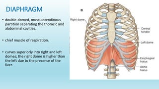 Diaphragm. Accessory muscles of respiration thoracic duct.pptx