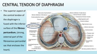 Diaphragm. Accessory muscles of respiration thoracic duct.pptx