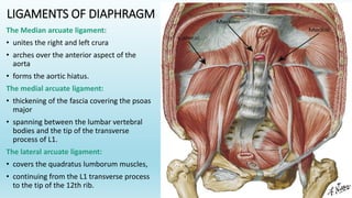 Diaphragm. Accessory muscles of respiration thoracic duct.pptx