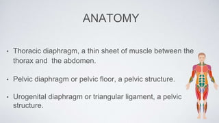 DIAPHRAGM | PPTX