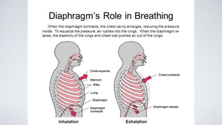 DIAPHRAGM | PPTX