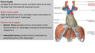 Diaphragm | PPTX