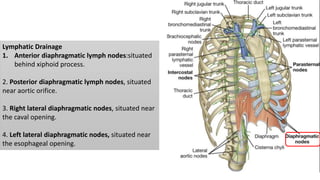 Diaphragm | PPTX