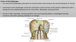 Diaphragm | PPTX