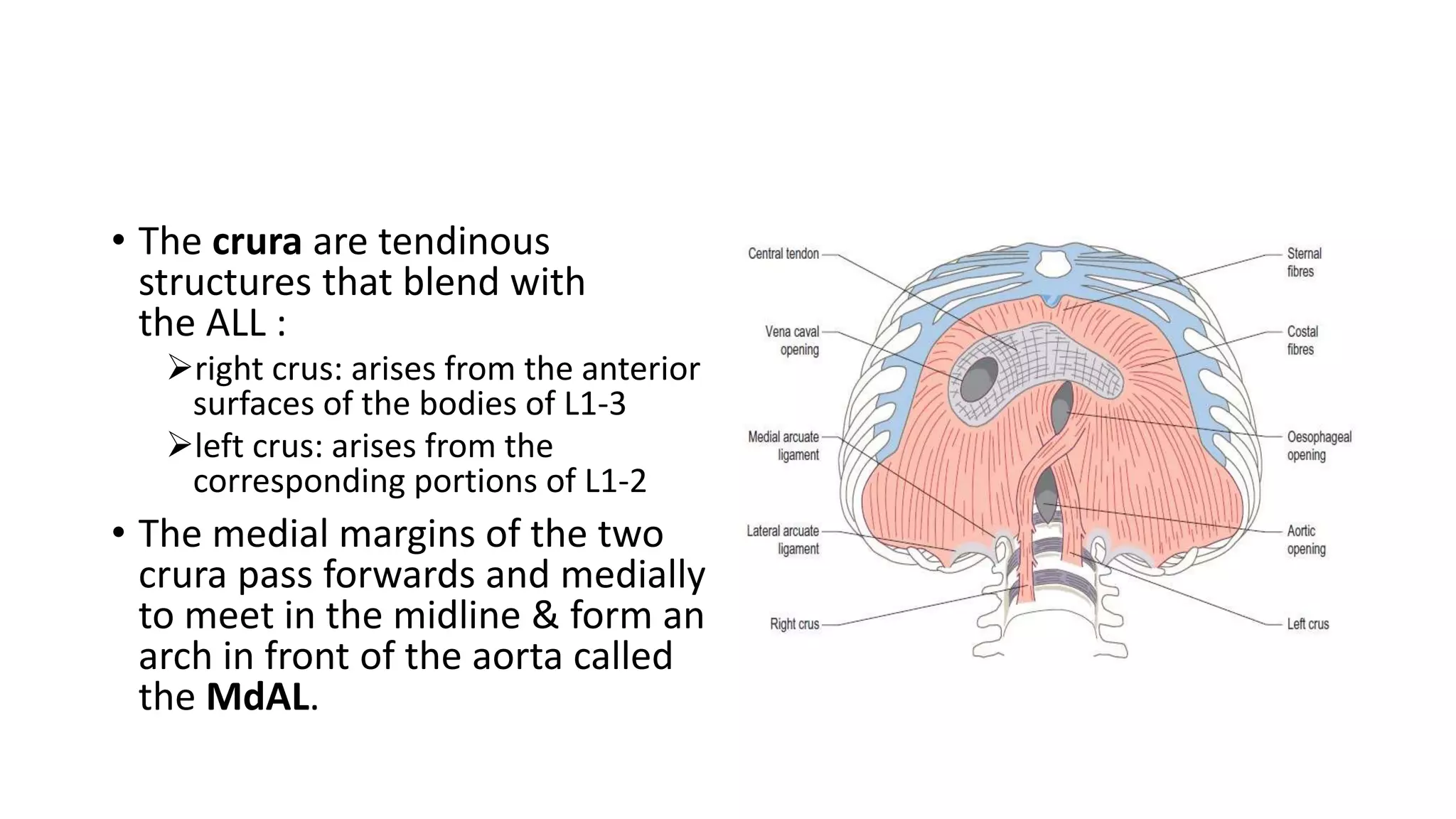 Imaging of diaphragm and its pathologies by Dr. Milan | PPTX