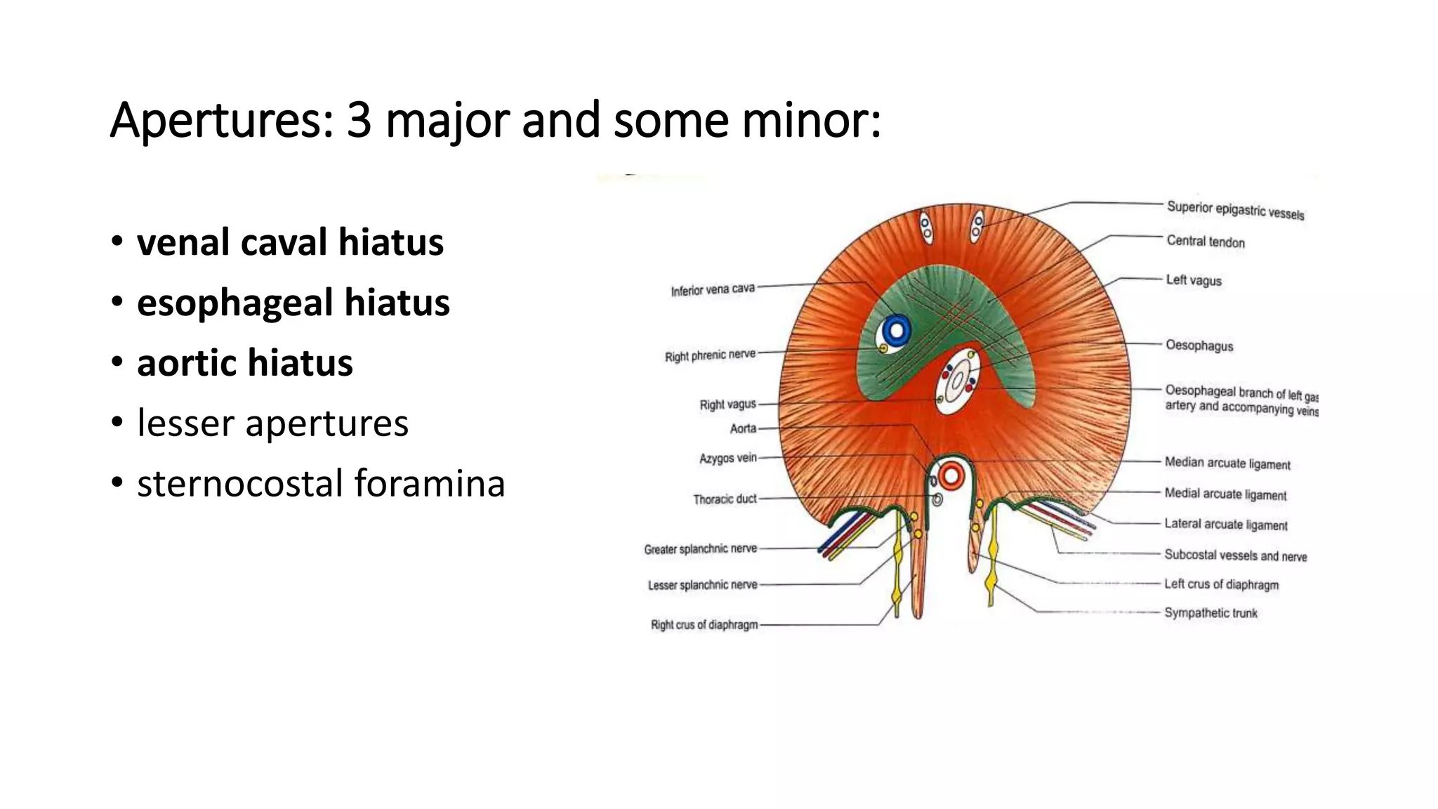 Imaging of diaphragm and its pathologies by Dr. Milan | PPTX