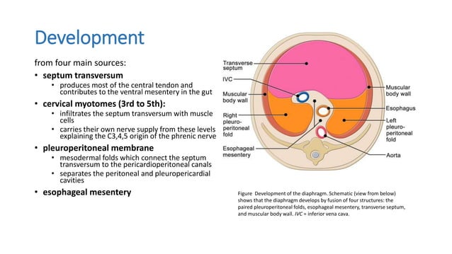 Imaging of diaphragm and its pathologies by Dr. Milan | PPTX