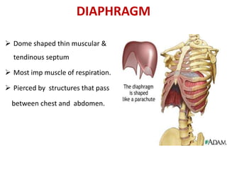 Diaphragm (2) | PPTX