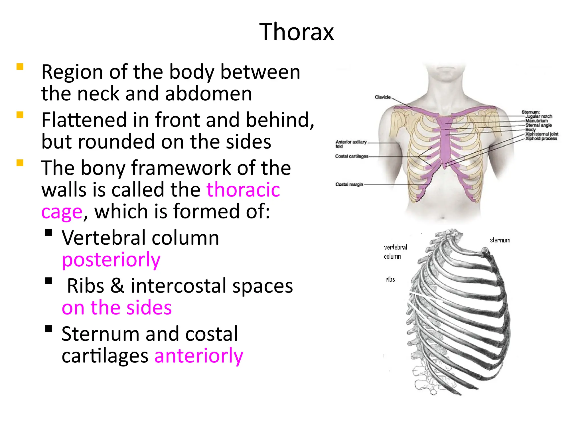 diaphragm &accessory muscles of respiration.pptx