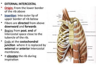 diaphragm &accessory muscles of respiration.pptx