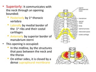 diaphragm &accessory muscles of respiration.pptx
