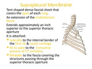 diaphragm &accessory muscles of respiration.pptx