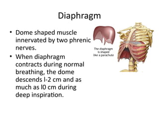 diaphragm &accessory muscles of respiration.pptx