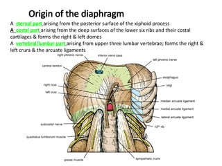diaphragm &accessory muscles of respiration.pptx