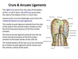 diaphragm &accessory muscles of respiration.pptx