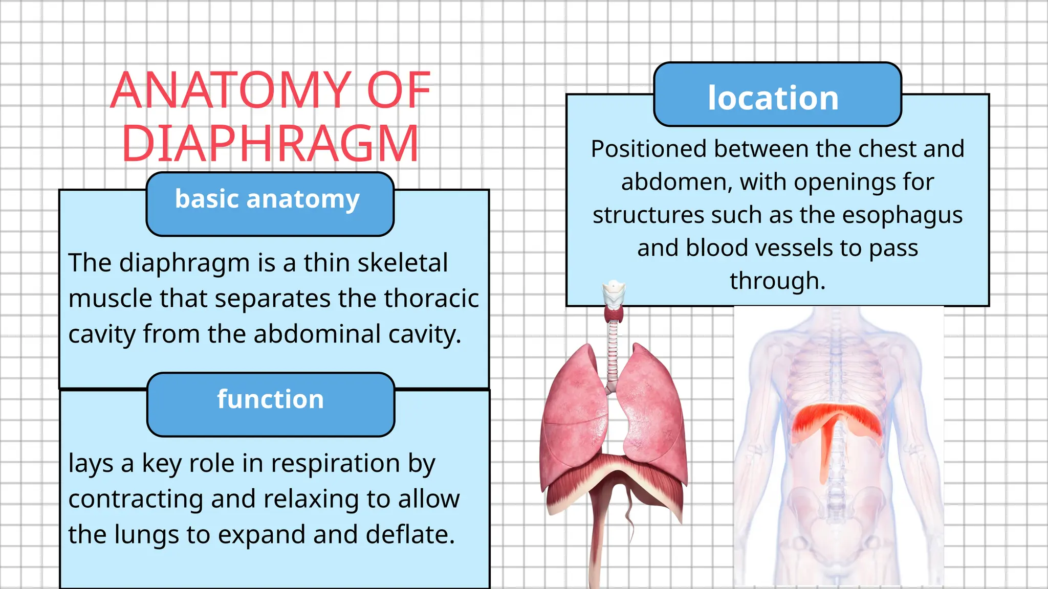 Diaphragmatic Hernia: Understanding the Anatomy, Diagnosis, and ...