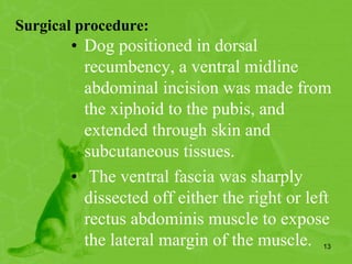 Diaphragmatic hernia in dog.pptx