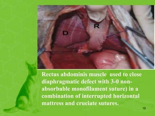 Diaphragmatic hernia in dog.pptx