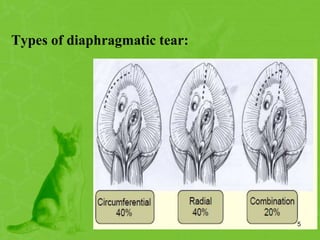 Diaphragmatic hernia in dog.pptx