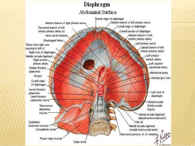 Diaphragmatic injury