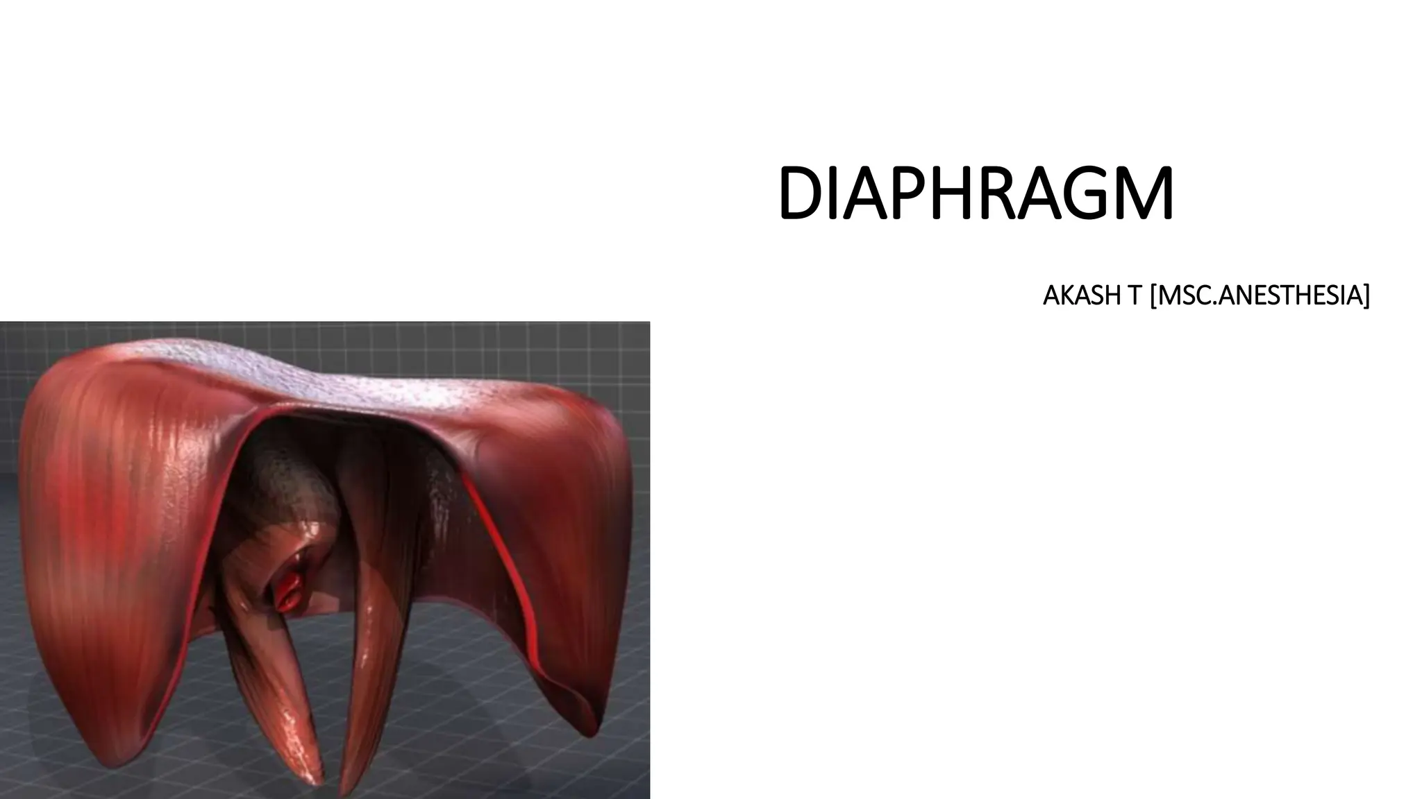 DIAPHRAGM | PPT