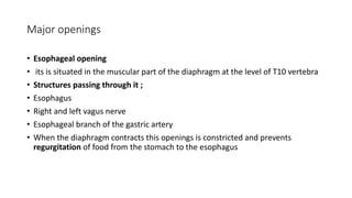 DIAPHRAGM | PPTX