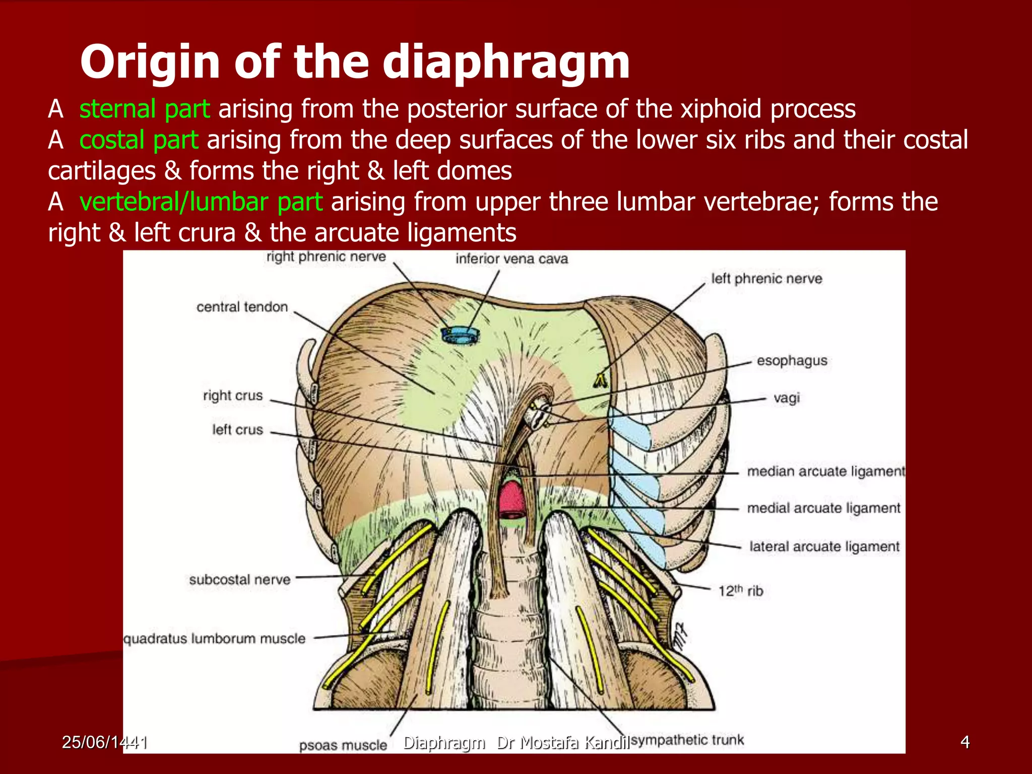 Diaphragm l4 dr kandil | PPT