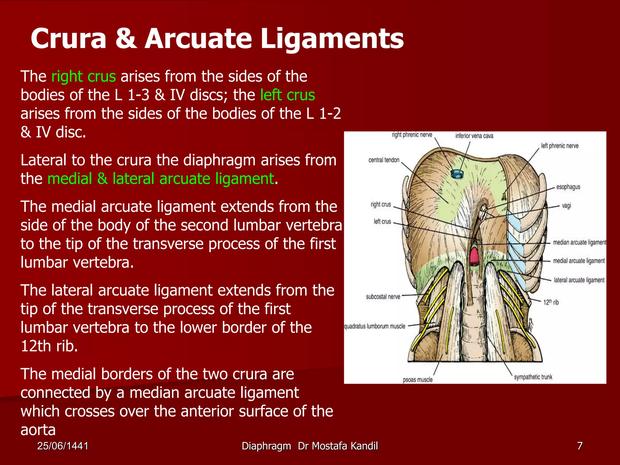Diaphragm l4 dr kandil | PPT
