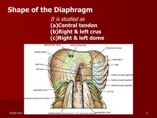 Diaphragm l4 dr kandil | PPT