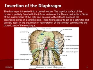 Diaphragm l4 dr kandil | PPT