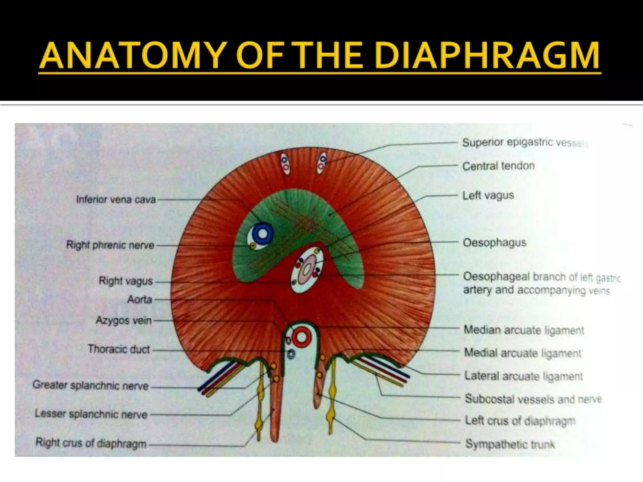 Diaphragm Anatomy | PPTX