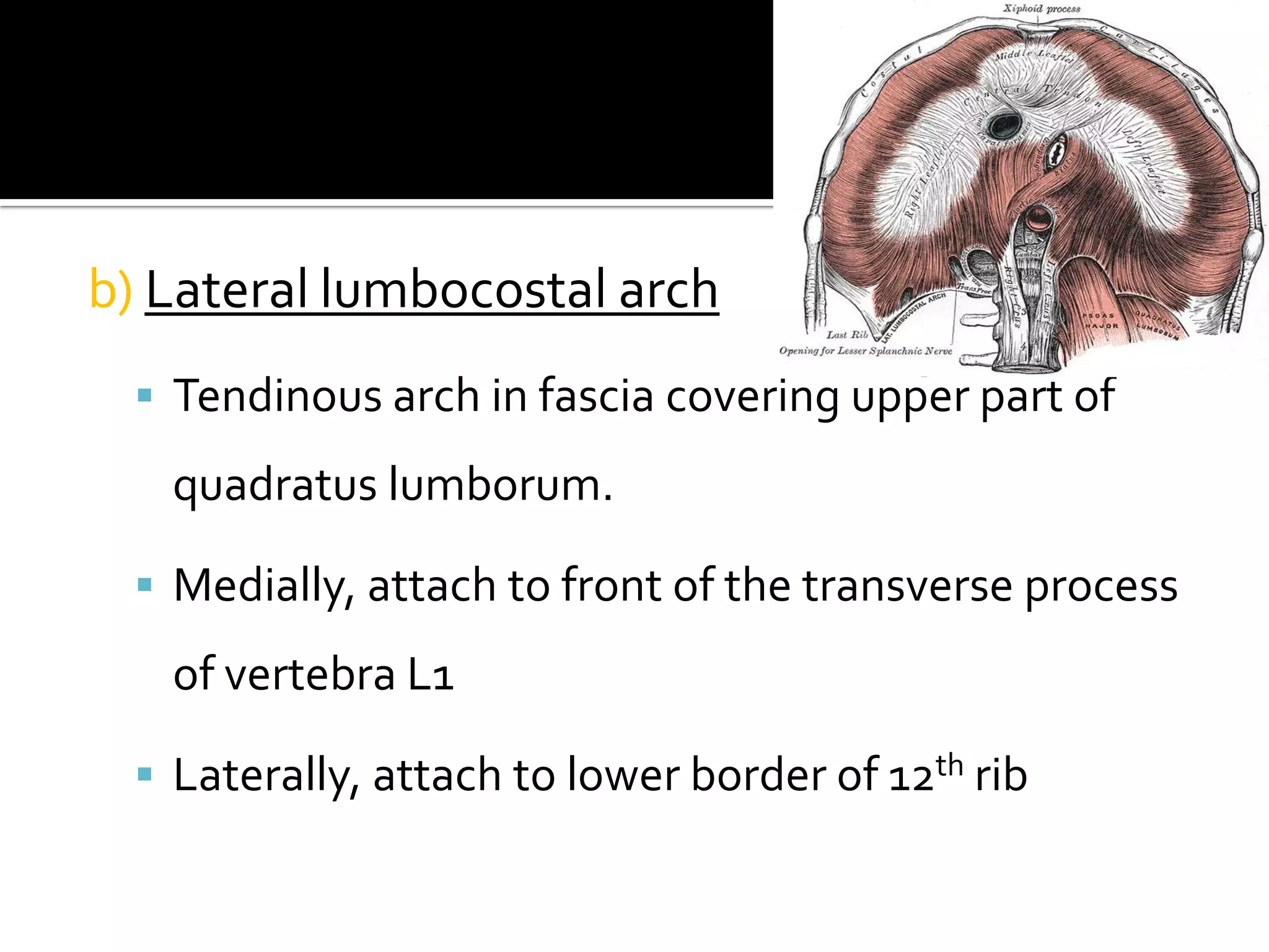 Diaphragm Anatomy | PPTX