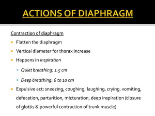 Diaphragm Anatomy | PPTX