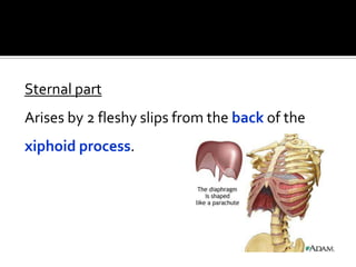 Diaphragm Anatomy | PPTX
