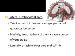 Diaphragm Anatomy | PPTX