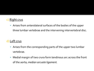 Diaphragm Anatomy | PPTX