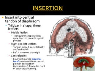 Diaphragm Muscle Attachments