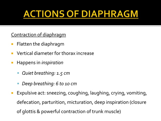 Diaphragm Anatomy