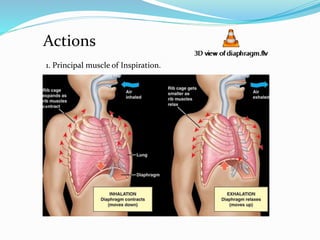 Diaphragm | PPTX